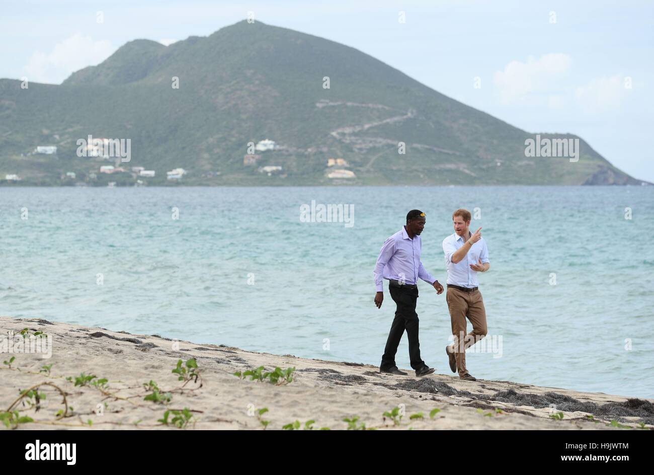Nevis turtle group on lovers beach on island nevis hi-res stock ...