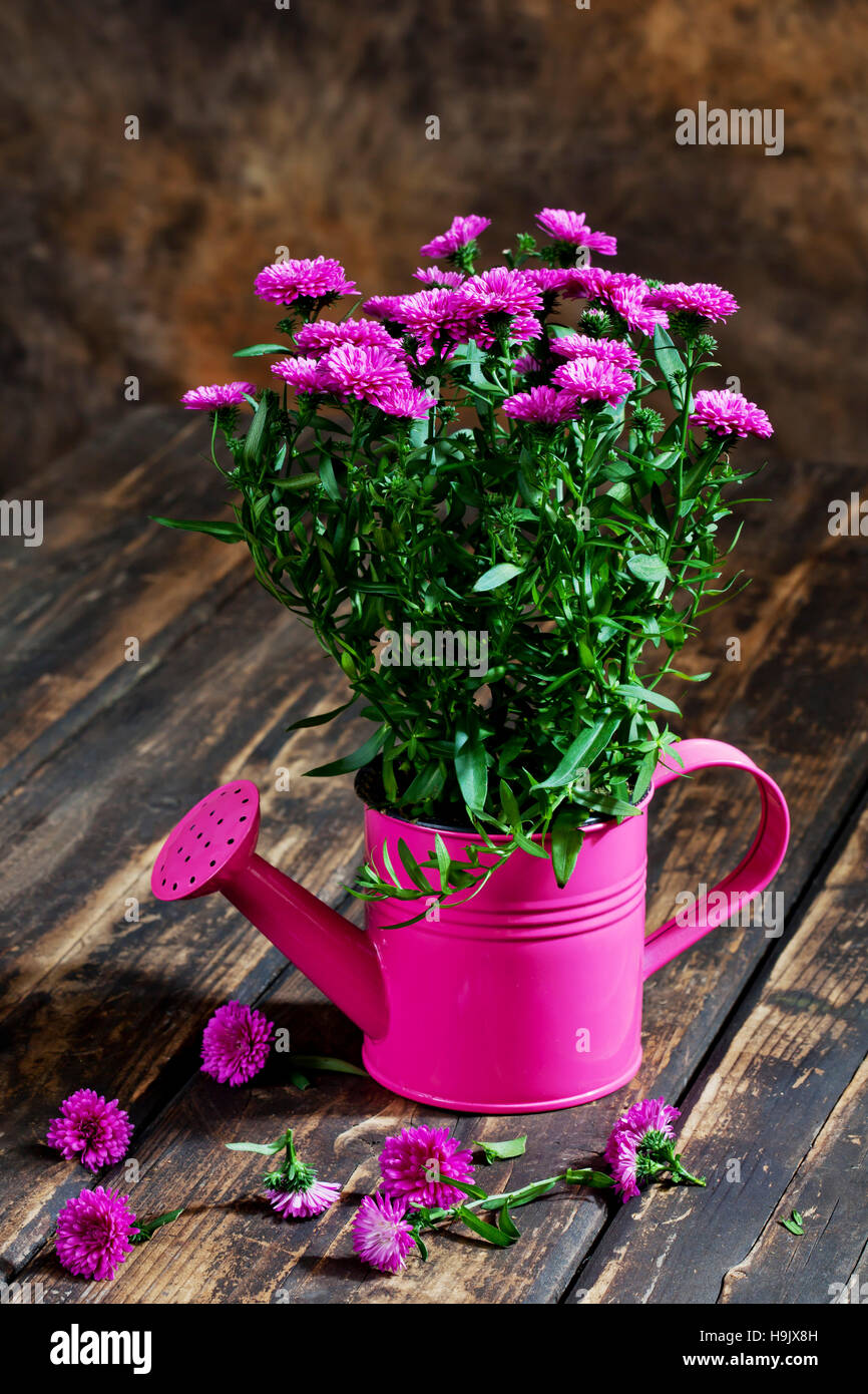 Potted asters hi-res stock photography and images - Alamy