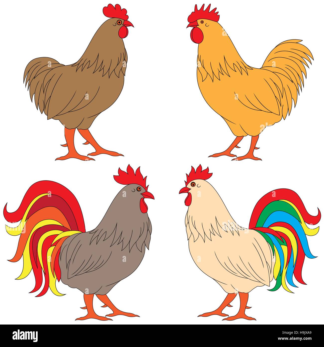 Set of four various multicolor roosters, vector illustrations isolated ...
