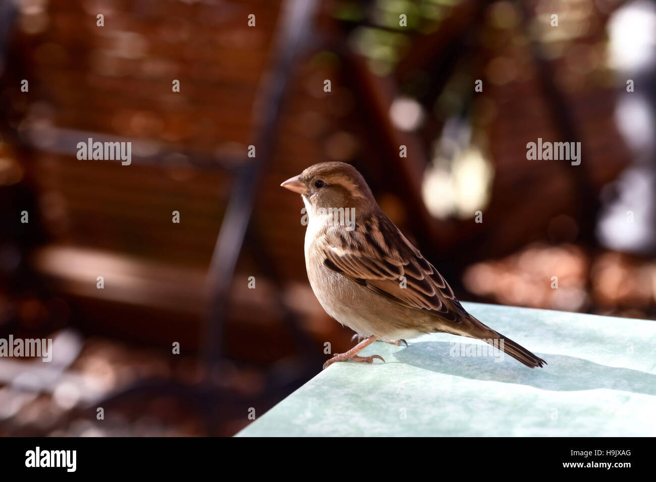 Single female sparrow hi-res stock photography and images - Alamy