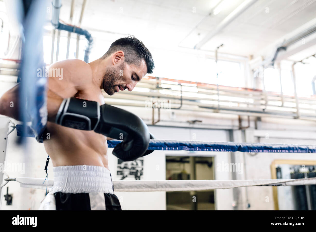 Boxer resting in boxing ring Stock Photo - Alamy