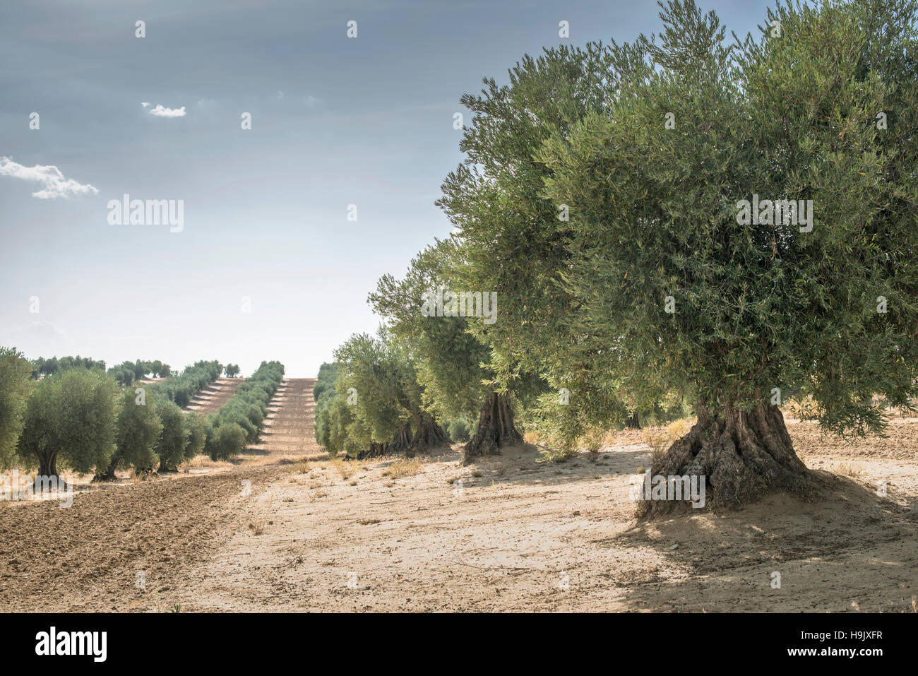 Spain, Ciudad Real, olive tree plantation Stock Photo - Alamy