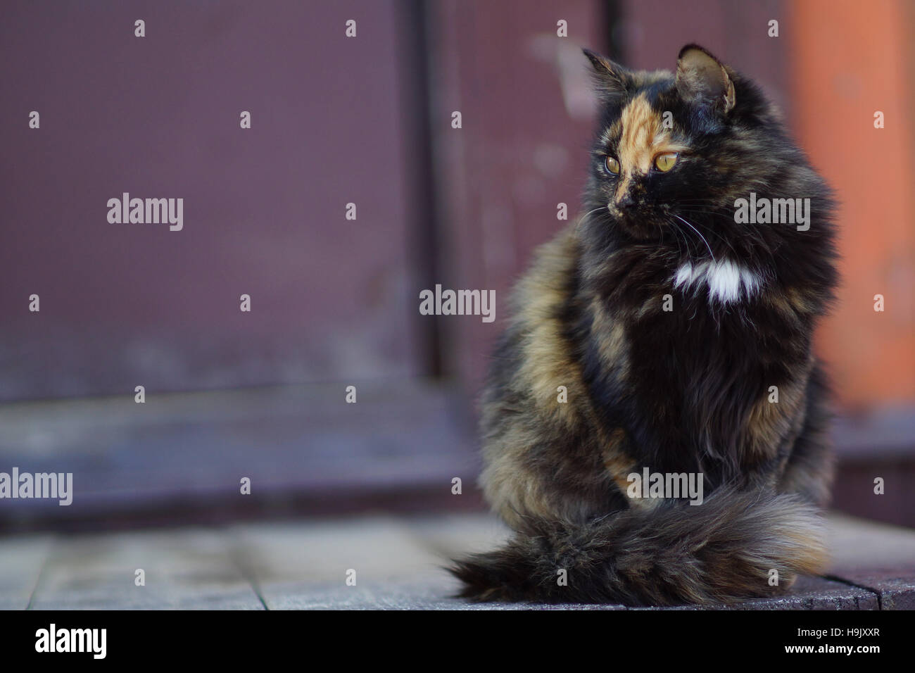 Beautiful calico cat Stock Photo - Alamy