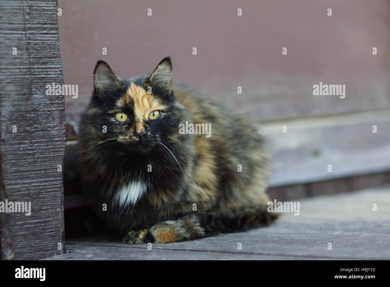 Beautiful calico cat. Lapjeskat. Tricolour. Tortoiseshell-and-white ...