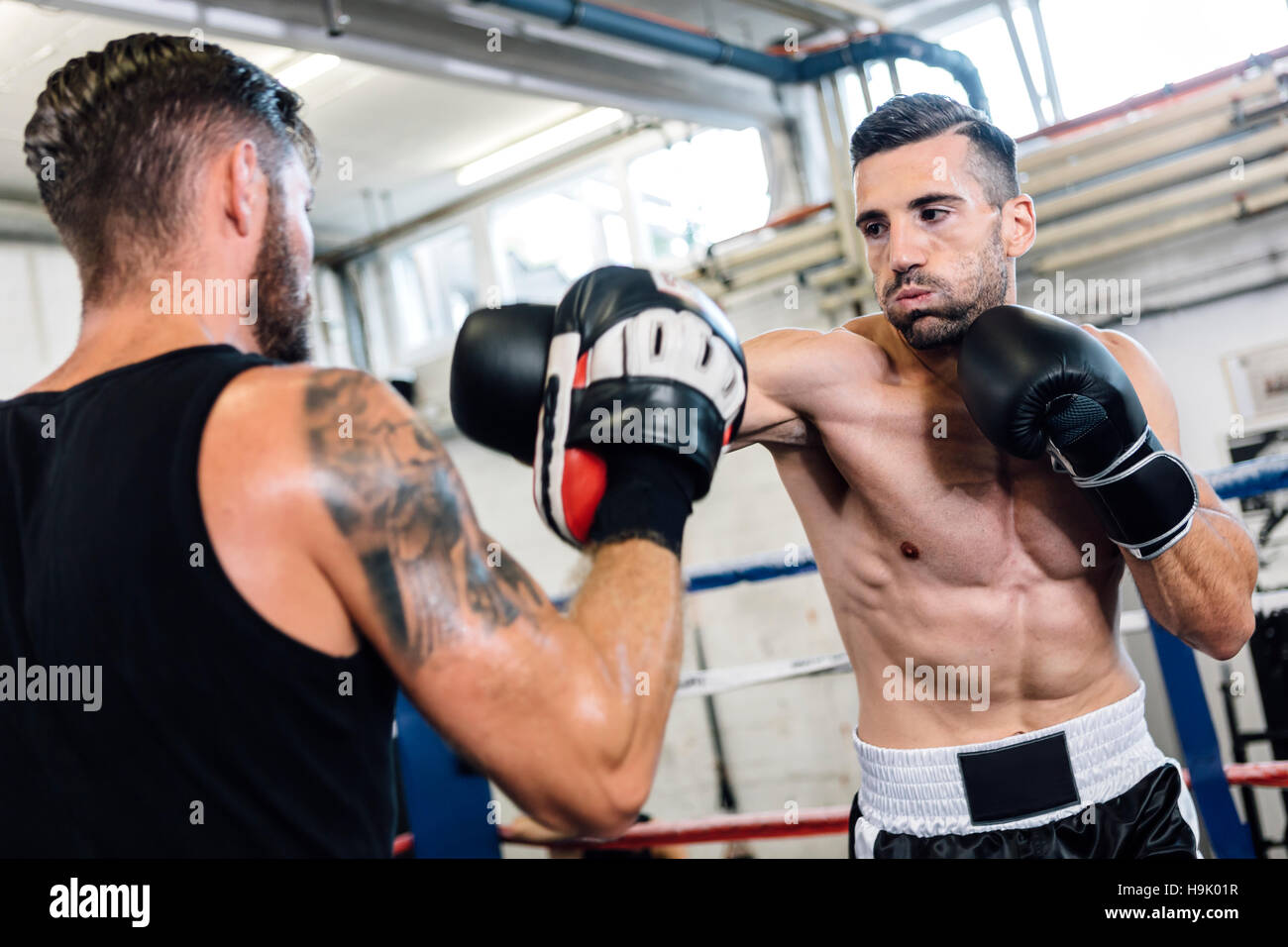 Boxer Sparring High Resolution Stock Photography and Images - Alamy
