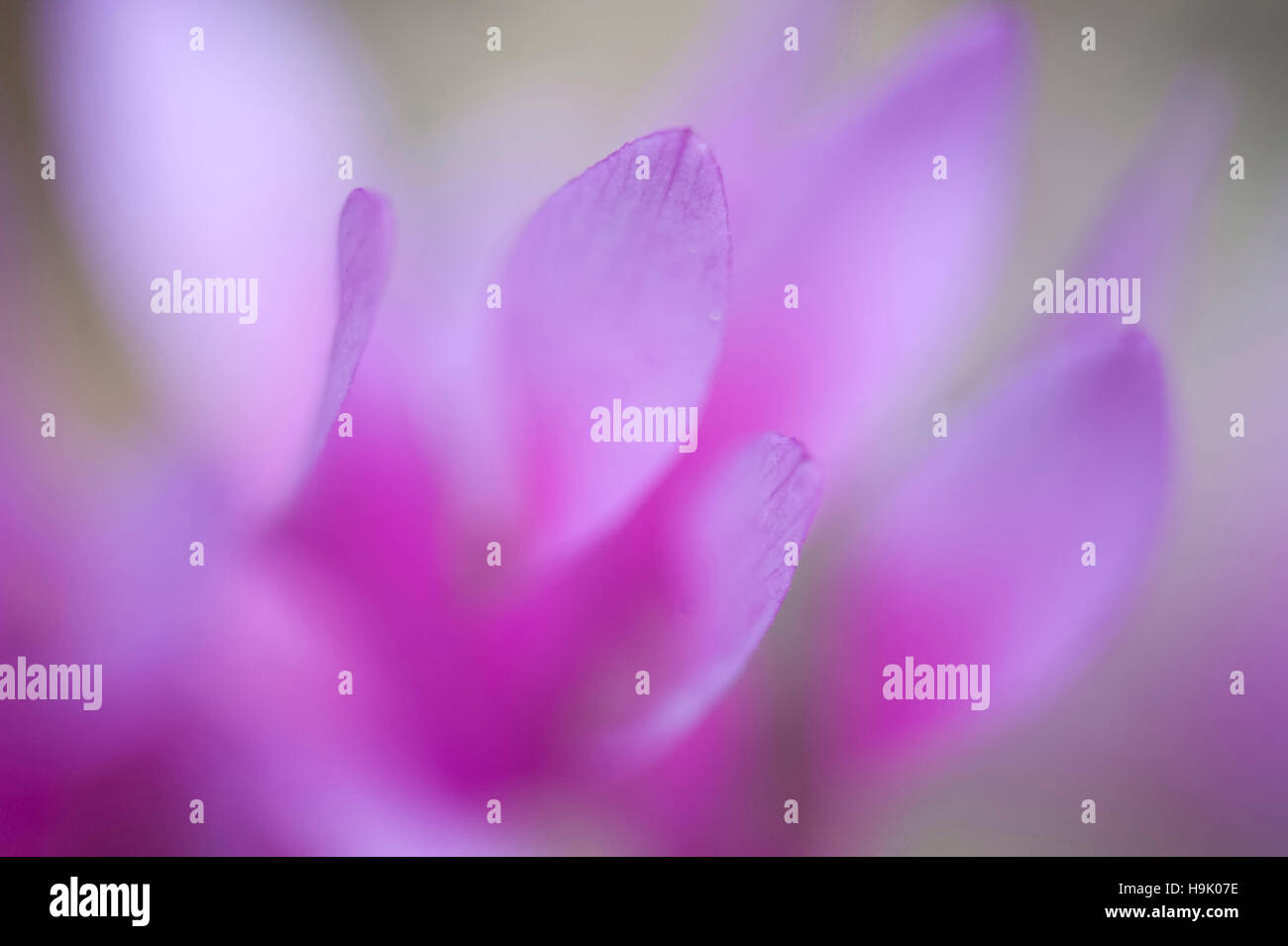 Petals of pink flower Stock Photo - Alamy