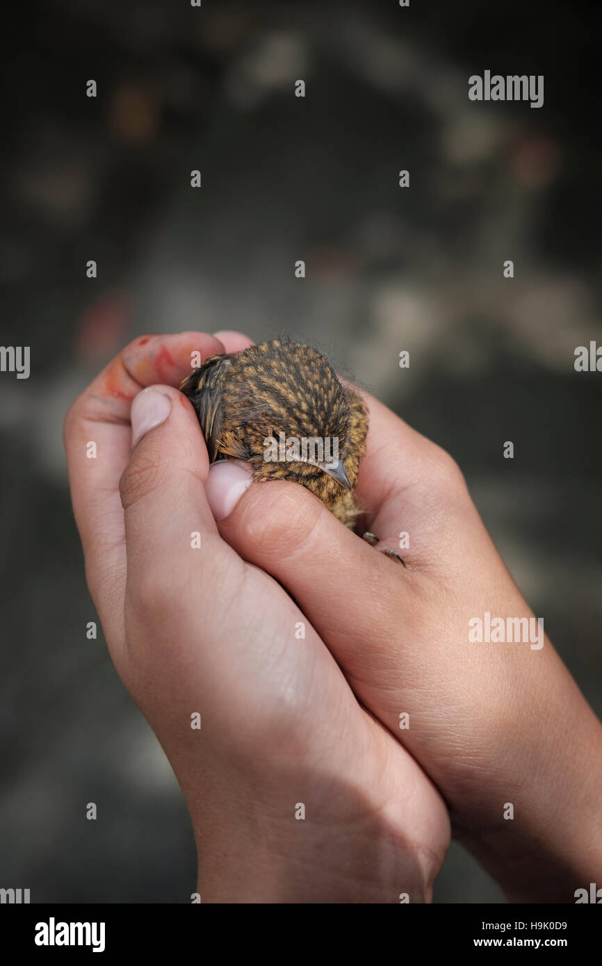 Child holds sick bird in hands Stock Photo - Alamy