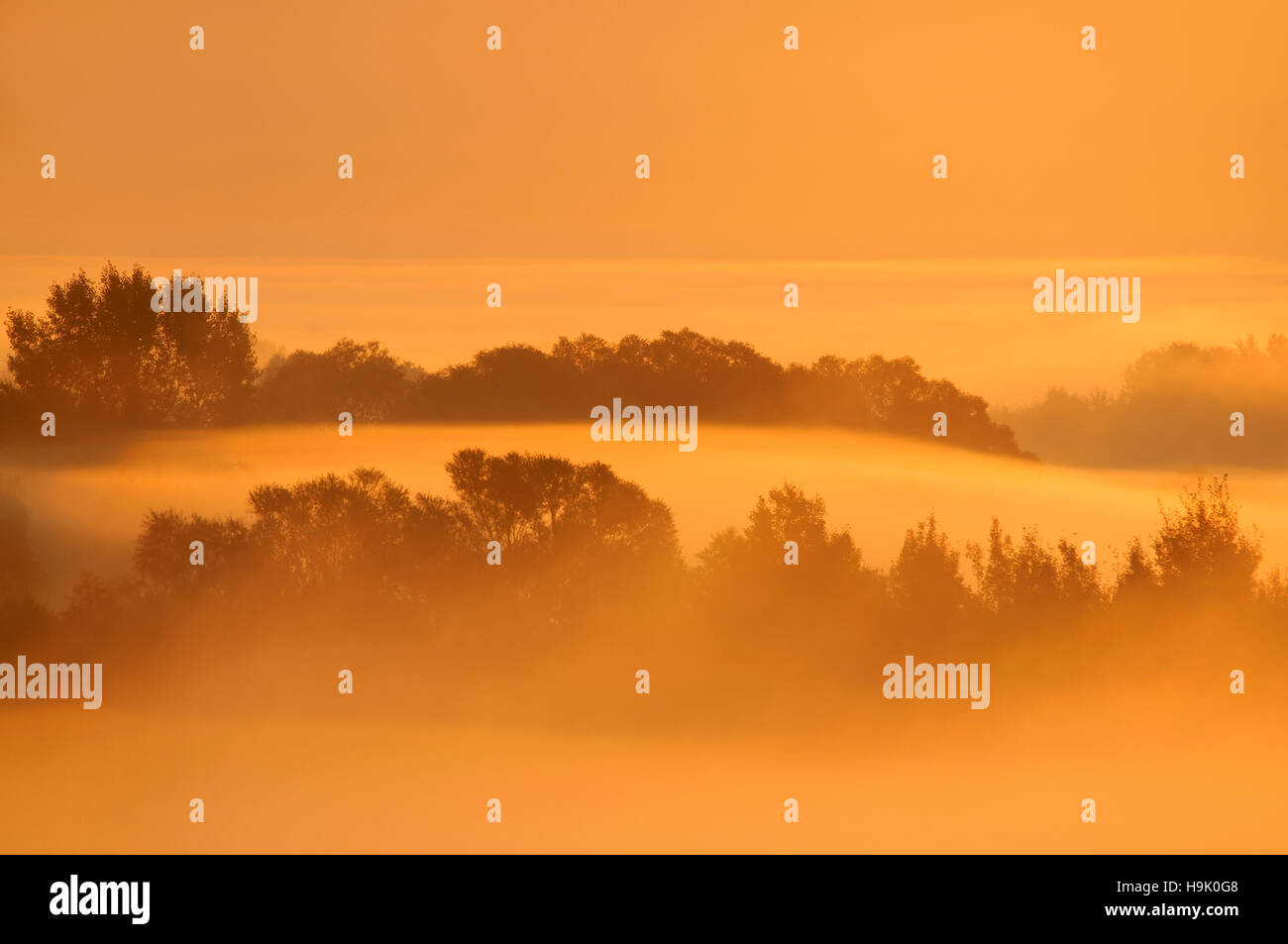 Misty morning scene with trees and fog lit by rising sun Stock Photo ...
