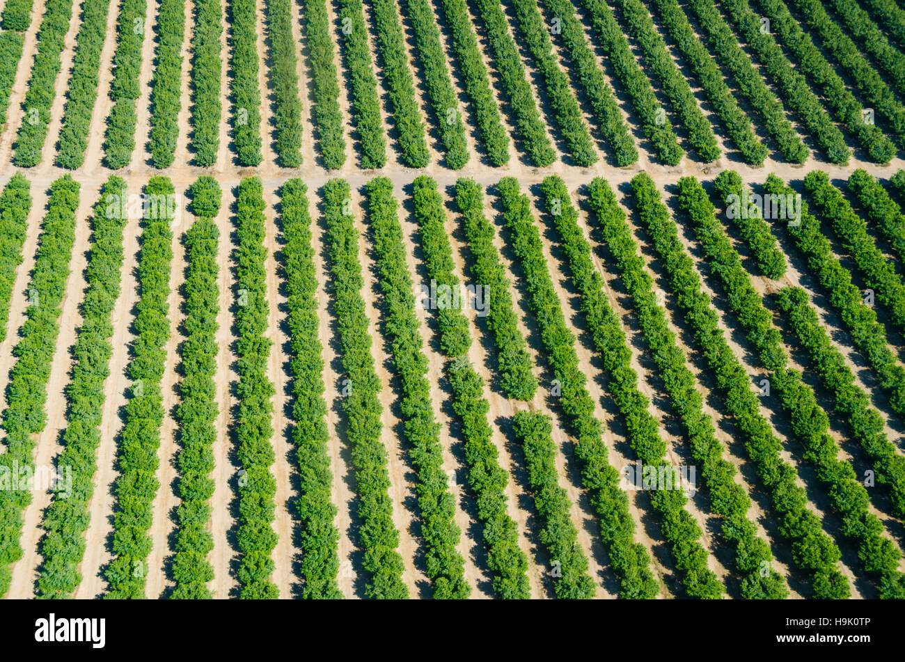 Aerial View Rows Trees Growing High Resolution Stock Photography and ...