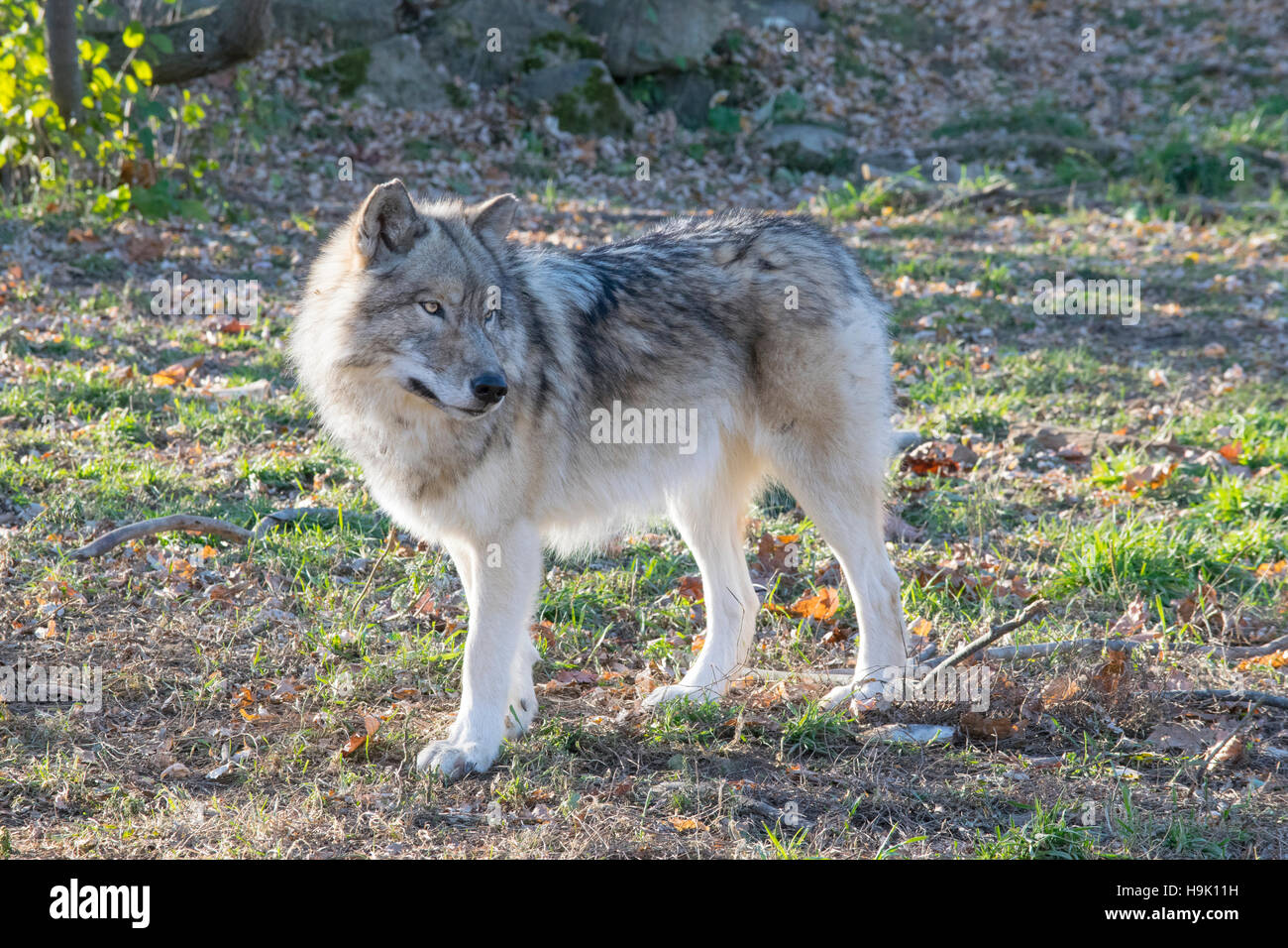 A Timber Wolf Stock Photo - Alamy