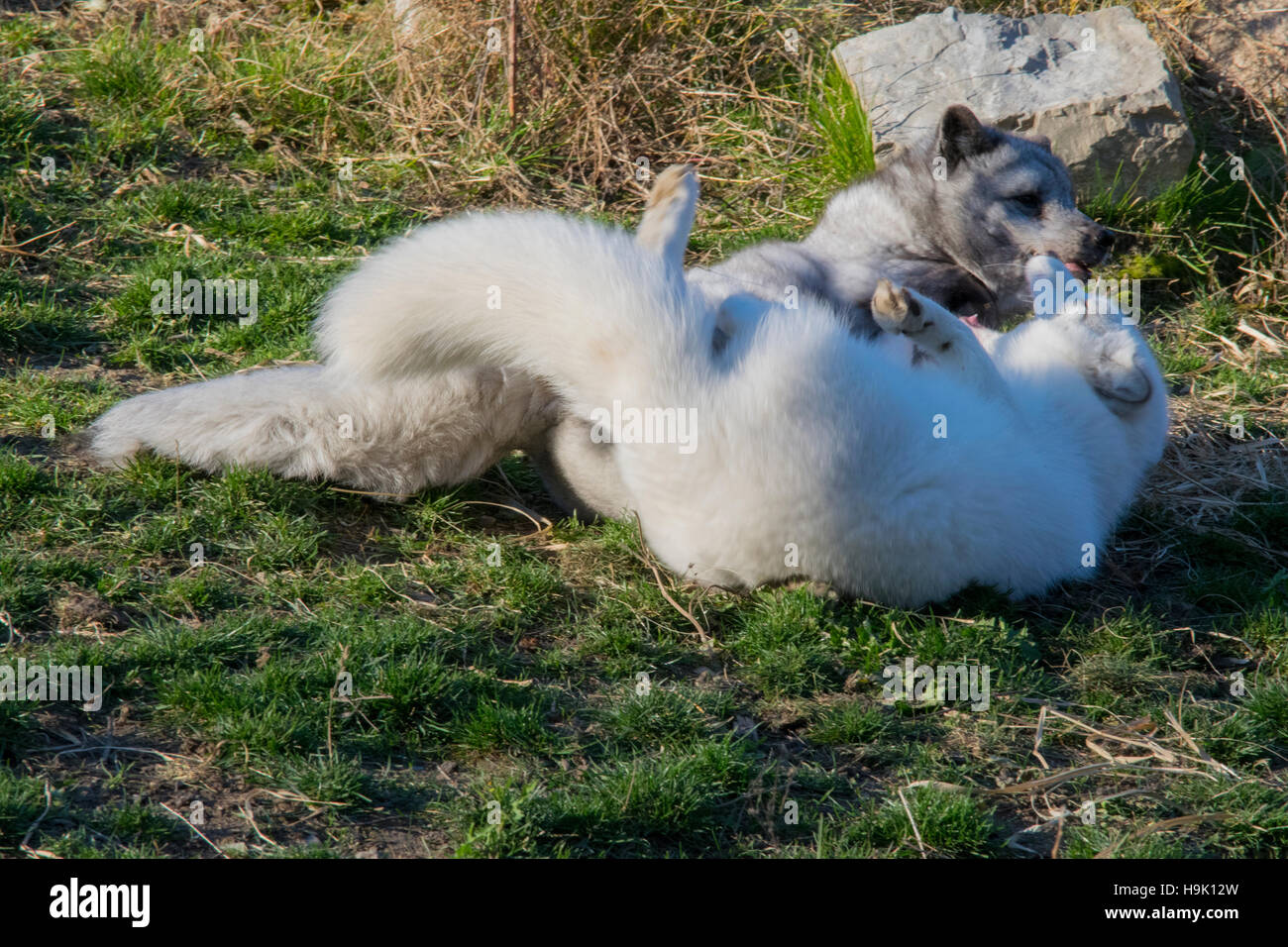A pair of Arctic Foxes playing in autumn Stock Photo - Alamy