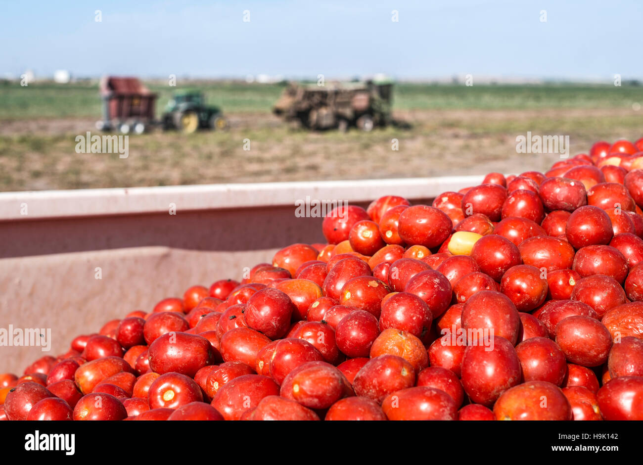 Spain, Dos Hermanas, tomato harvest Stock Photo - Alamy