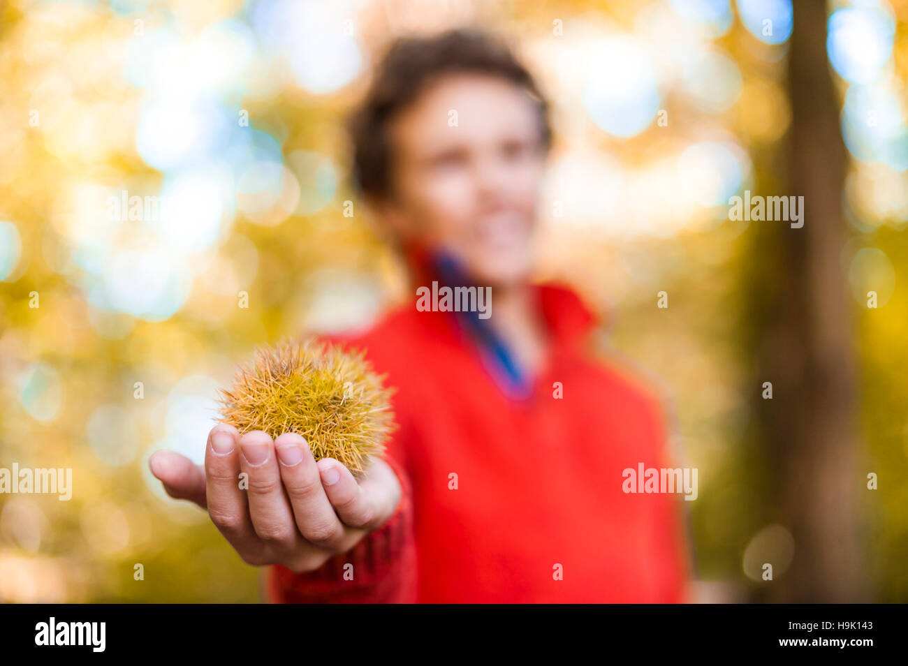 Hand of boy holding sweet chestnut, close-up Stock Photo - Alamy
