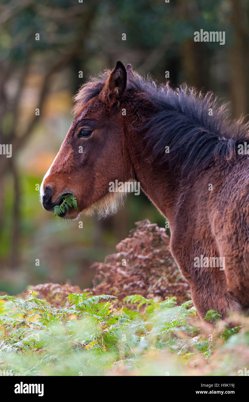 A head and shoulders shot of a New Forest Pony (Equus caballus) in the ...