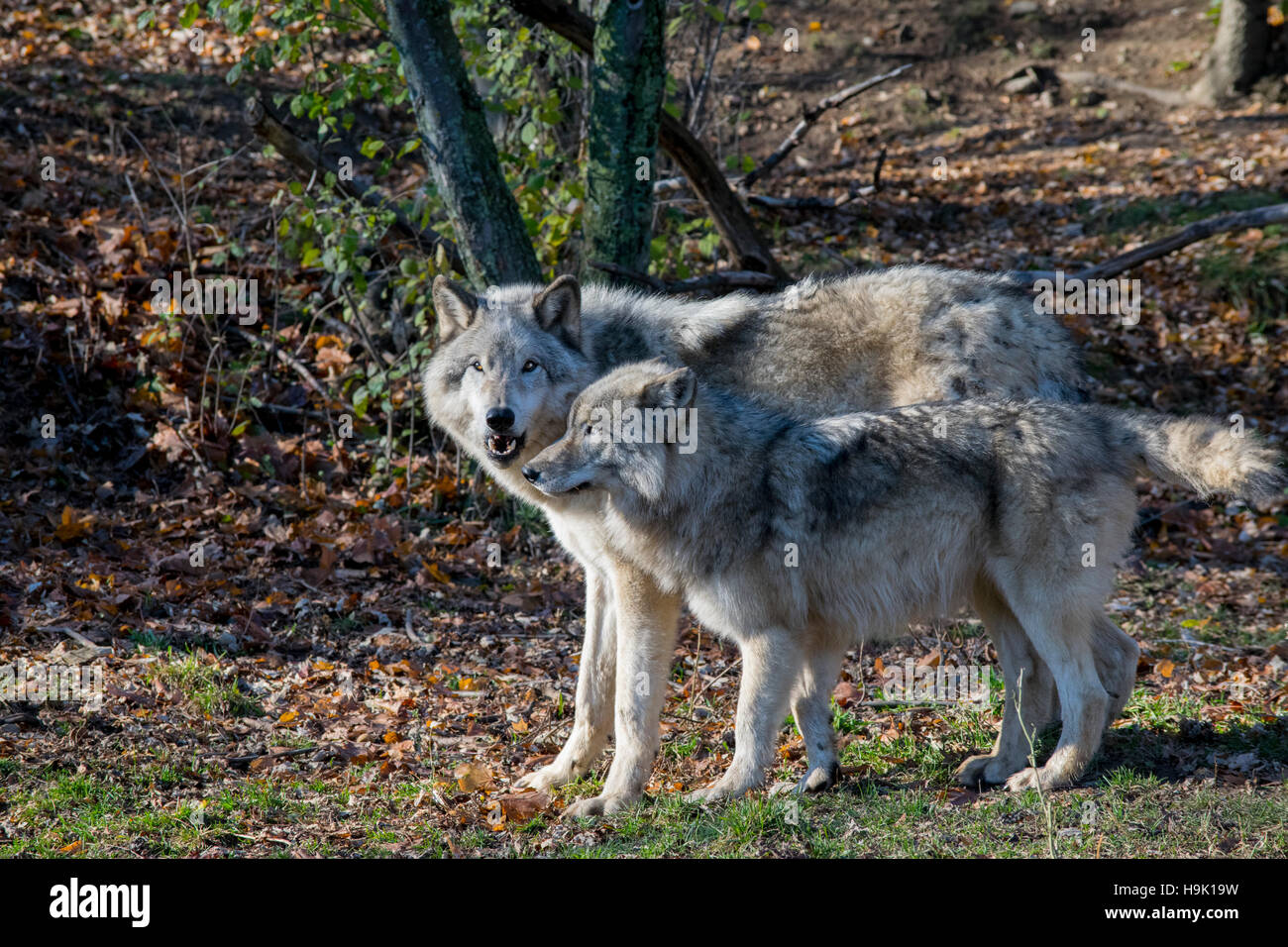 A pair of Timber Wolves Stock Photo - Alamy