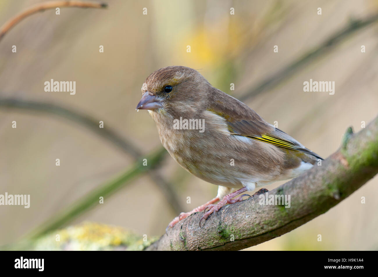 A female greenfinch (Carduelis chloris) perched on a branch at RSPB ...