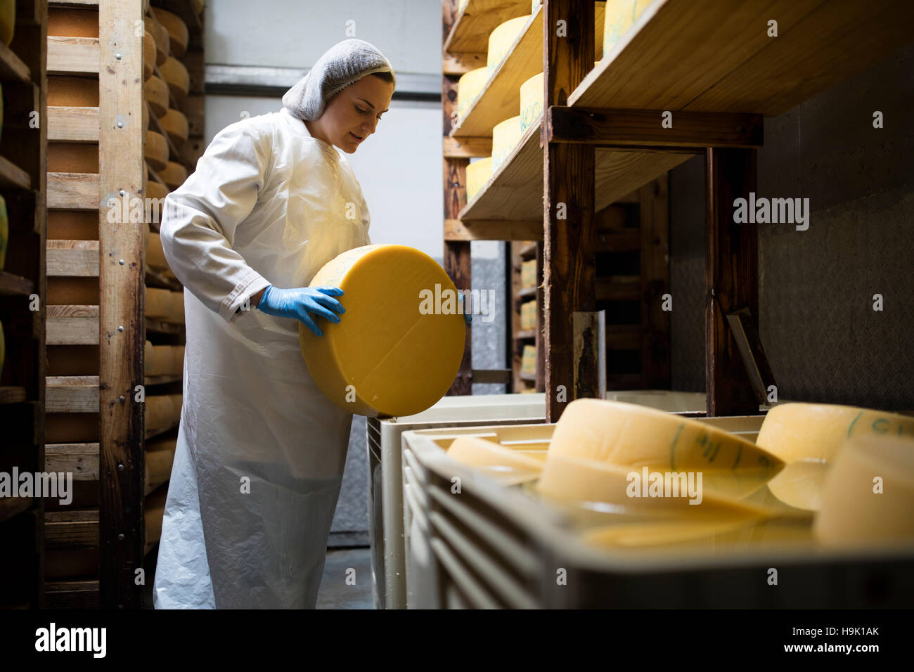 Cheese factory worker controlling maturation of cheese Stock Photo - Alamy