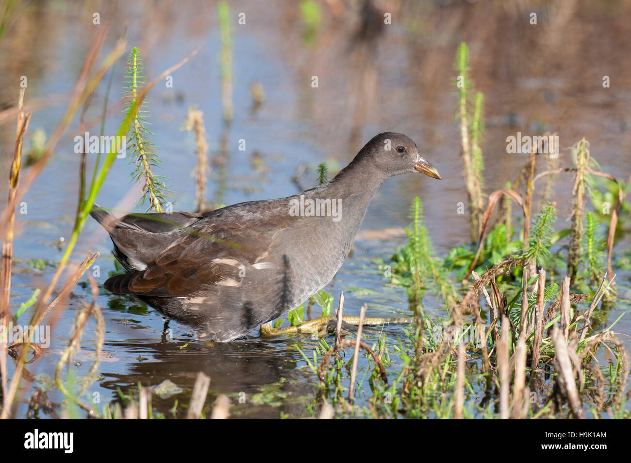 A juvenile moorhen (Gallinula chloropus) wading through a shallow pool ...