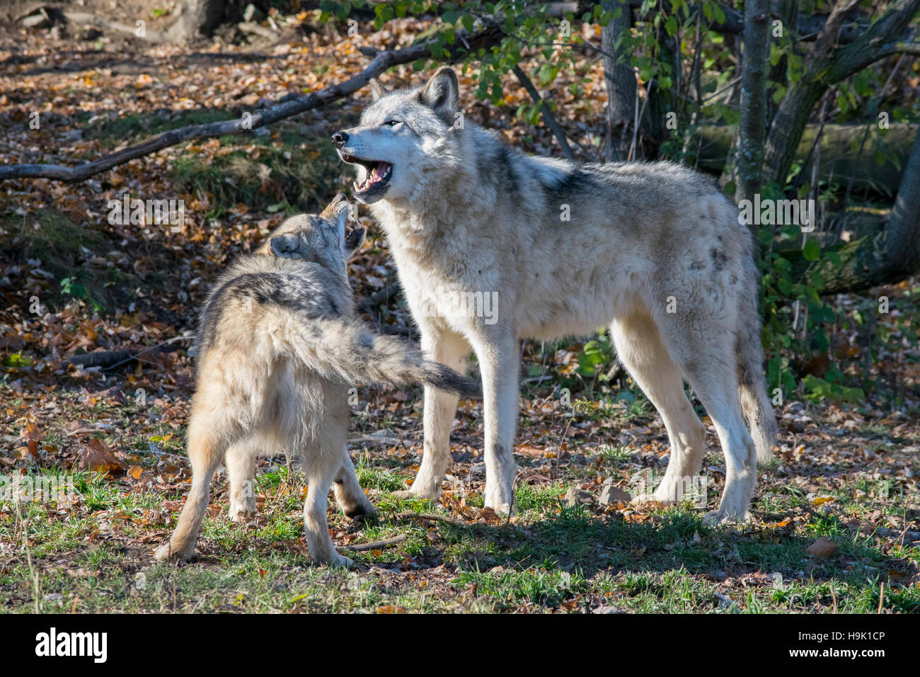 Timber wolf ecomuseum hi-res stock photography and images - Alamy