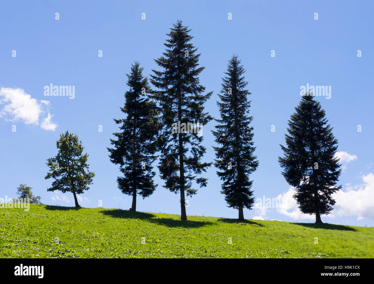 Germany, Bavarian Oberland, Spruce trees near Fischbachau Stock Photo ...