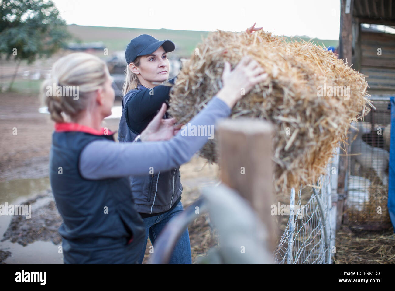 Two women working on a farm with hay Stock Photo - Alamy
