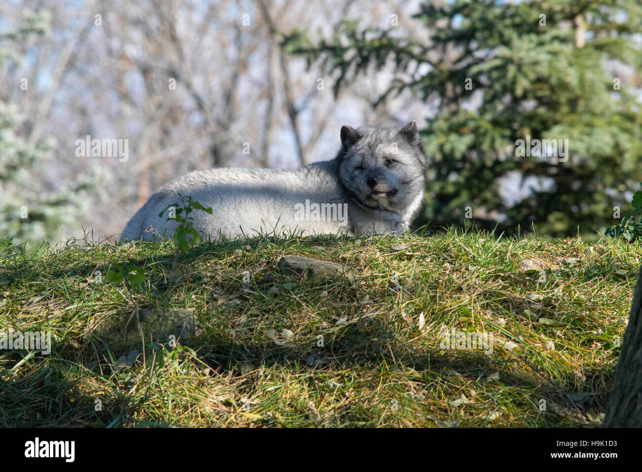An Arctic Fox in late autumn Stock Photo - Alamy