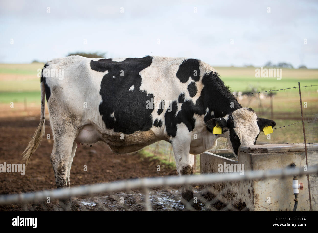 Cow on farm Stock Photo - Alamy