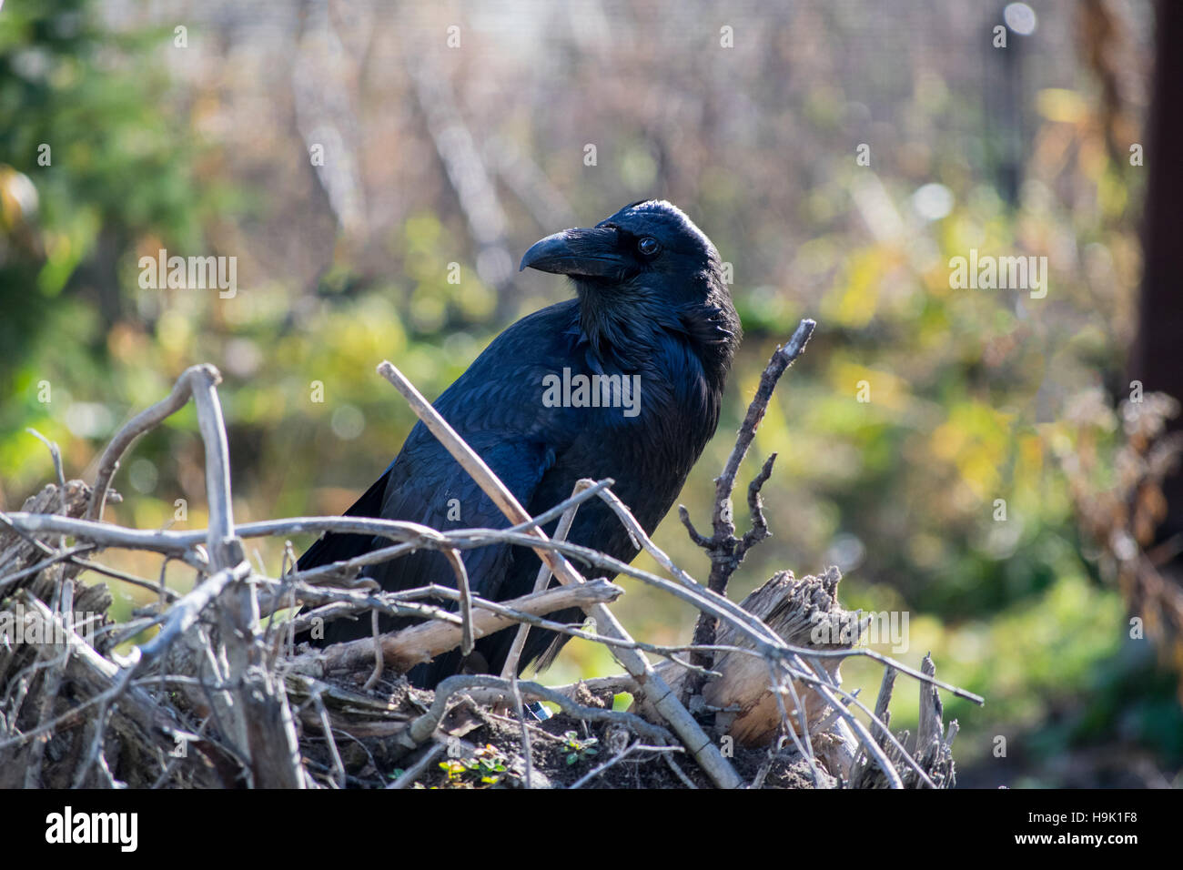 American crow hi-res stock photography and images - Alamy