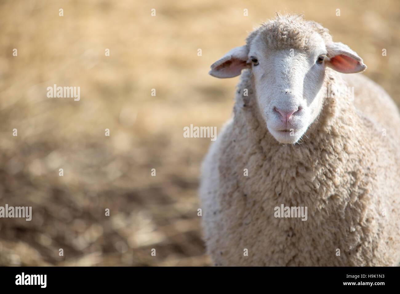 Portrait of a sheep Stock Photo - Alamy
