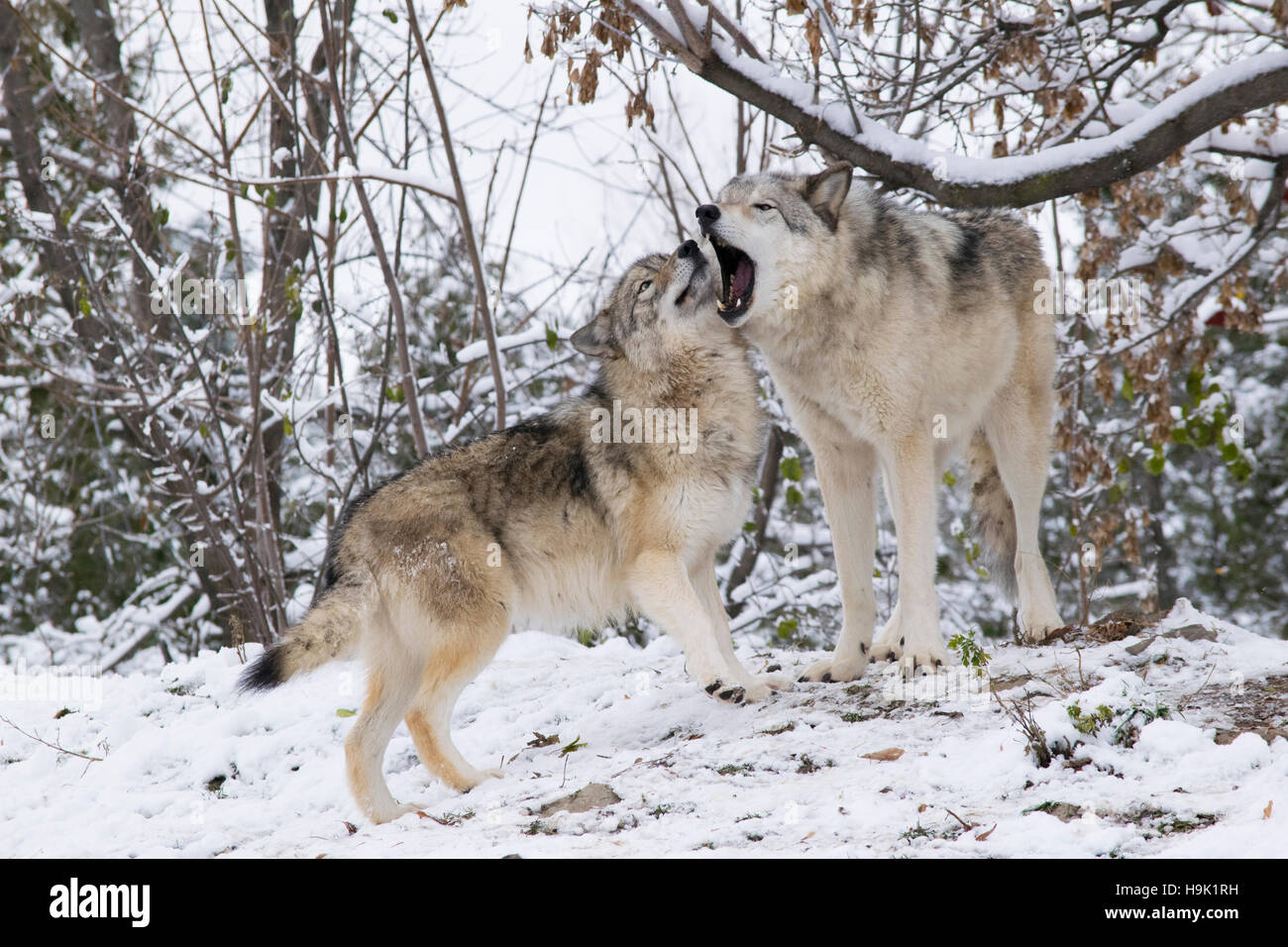 Two Timber Wolves playing Stock Photo - Alamy