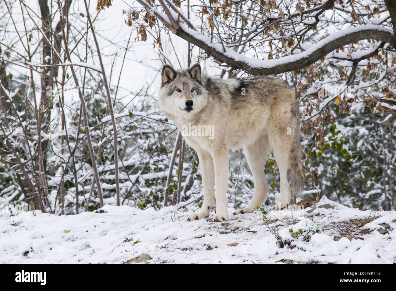 A Timber Wolf in early winter Stock Photo - Alamy