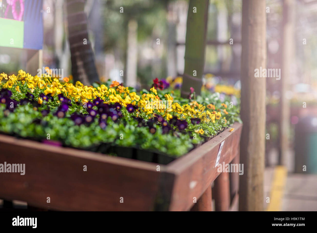 Pansies in wooden tray Stock Photo - Alamy