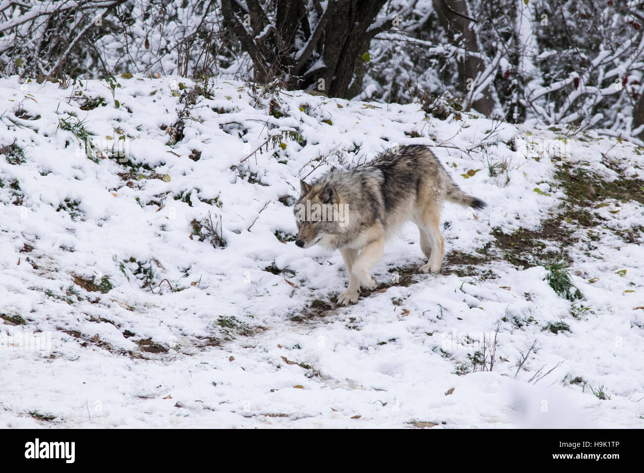 A Timber Wolf in early winter Stock Photo - Alamy