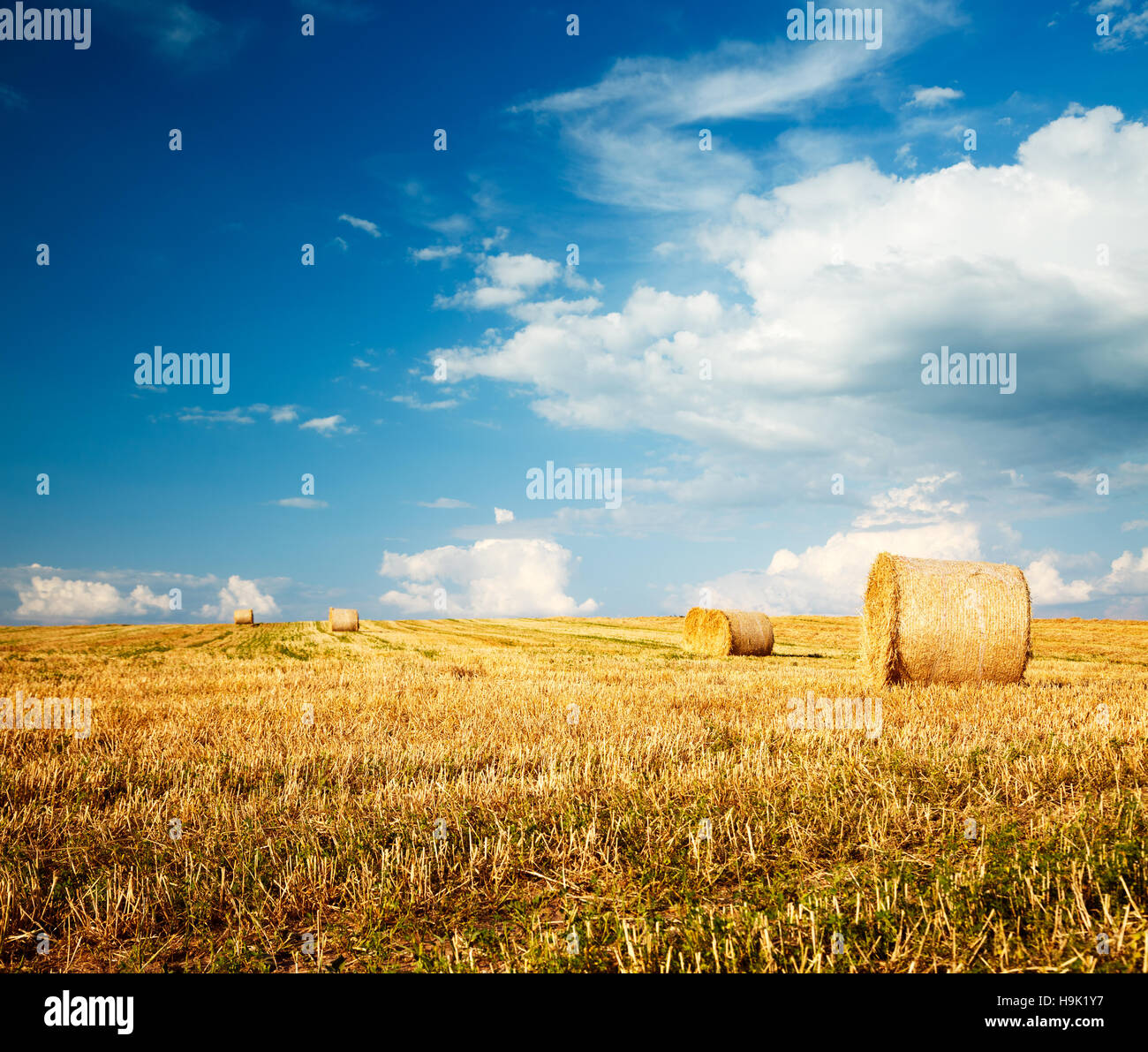 Summer Farm Scenery with Field and Haystacks Stock Photo - Alamy