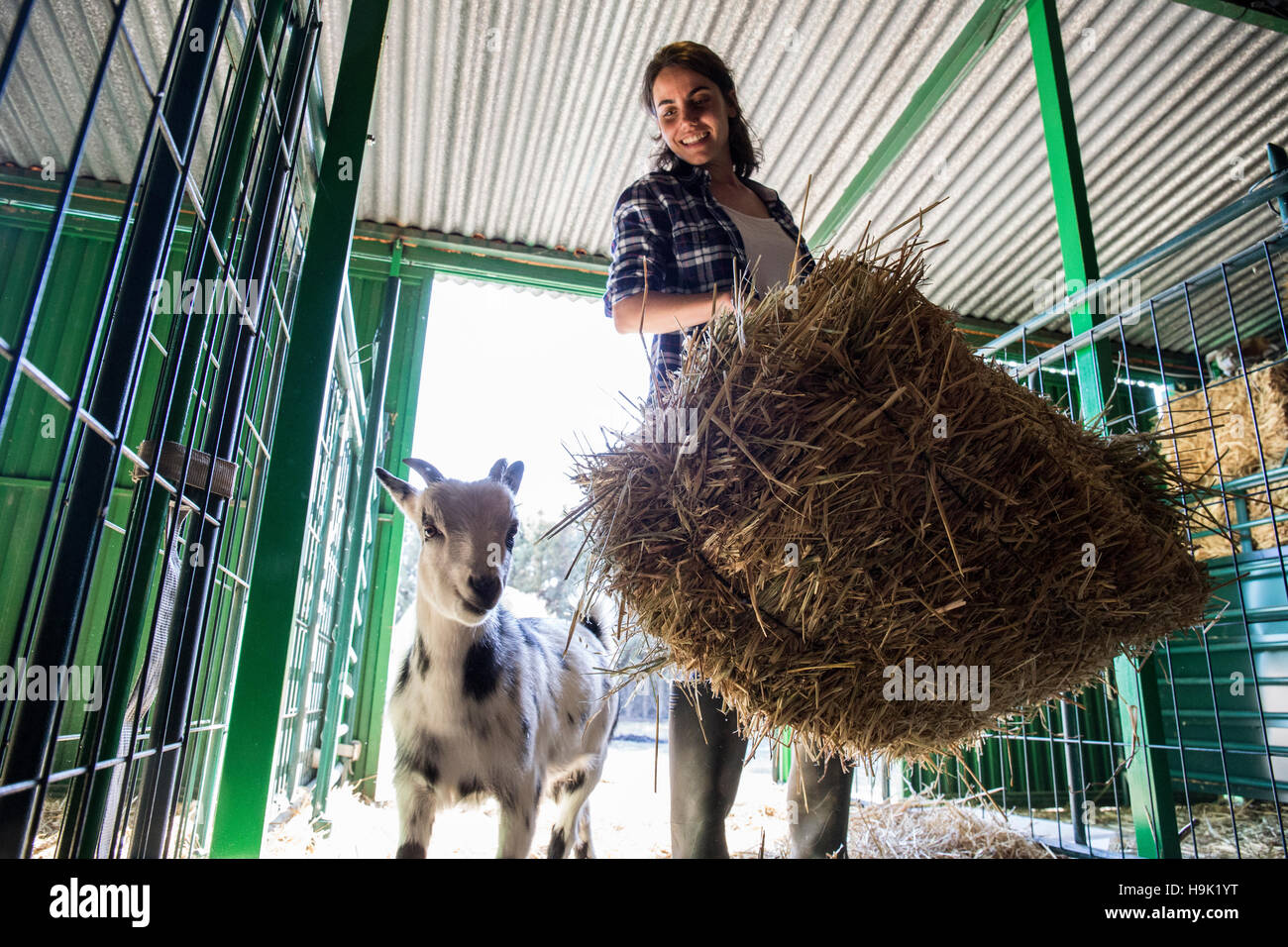 Farmer carrying hay bale hi-res stock photography and images - Alamy