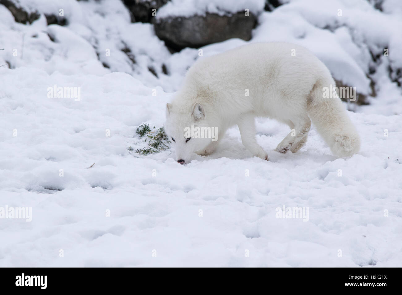 Arctic fox alopex lagopus kit hi-res stock photography and images - Alamy