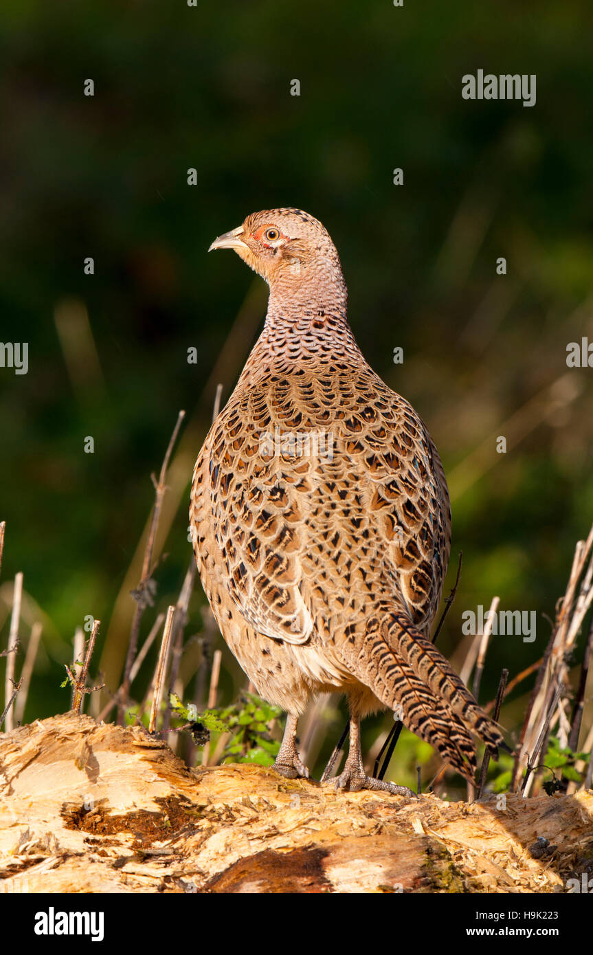 Pheasant on a tree hi-res stock photography and images - Alamy