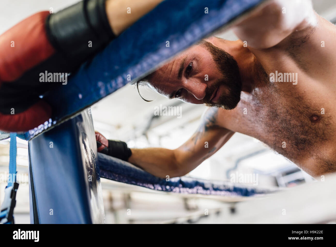 Boxer resting in boxing ring Stock Photo - Alamy