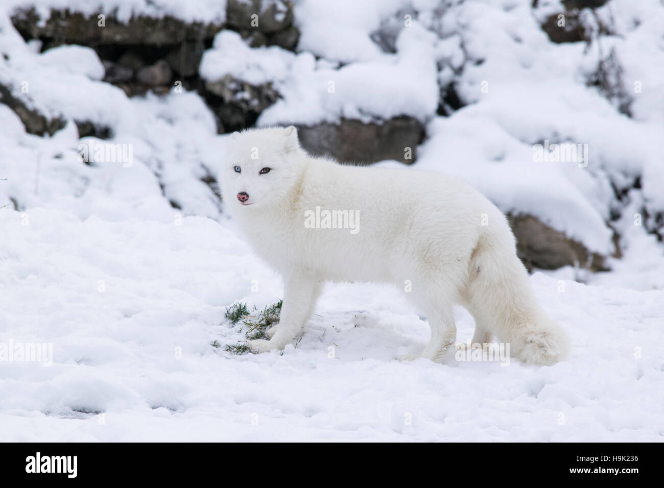 An Arctic Fox kit in early winter Stock Photo - Alamy