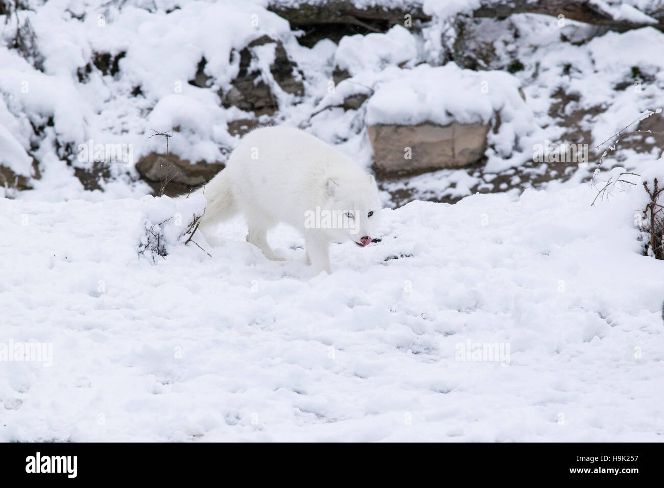 An Arctic Fox kit in early winter Stock Photo - Alamy