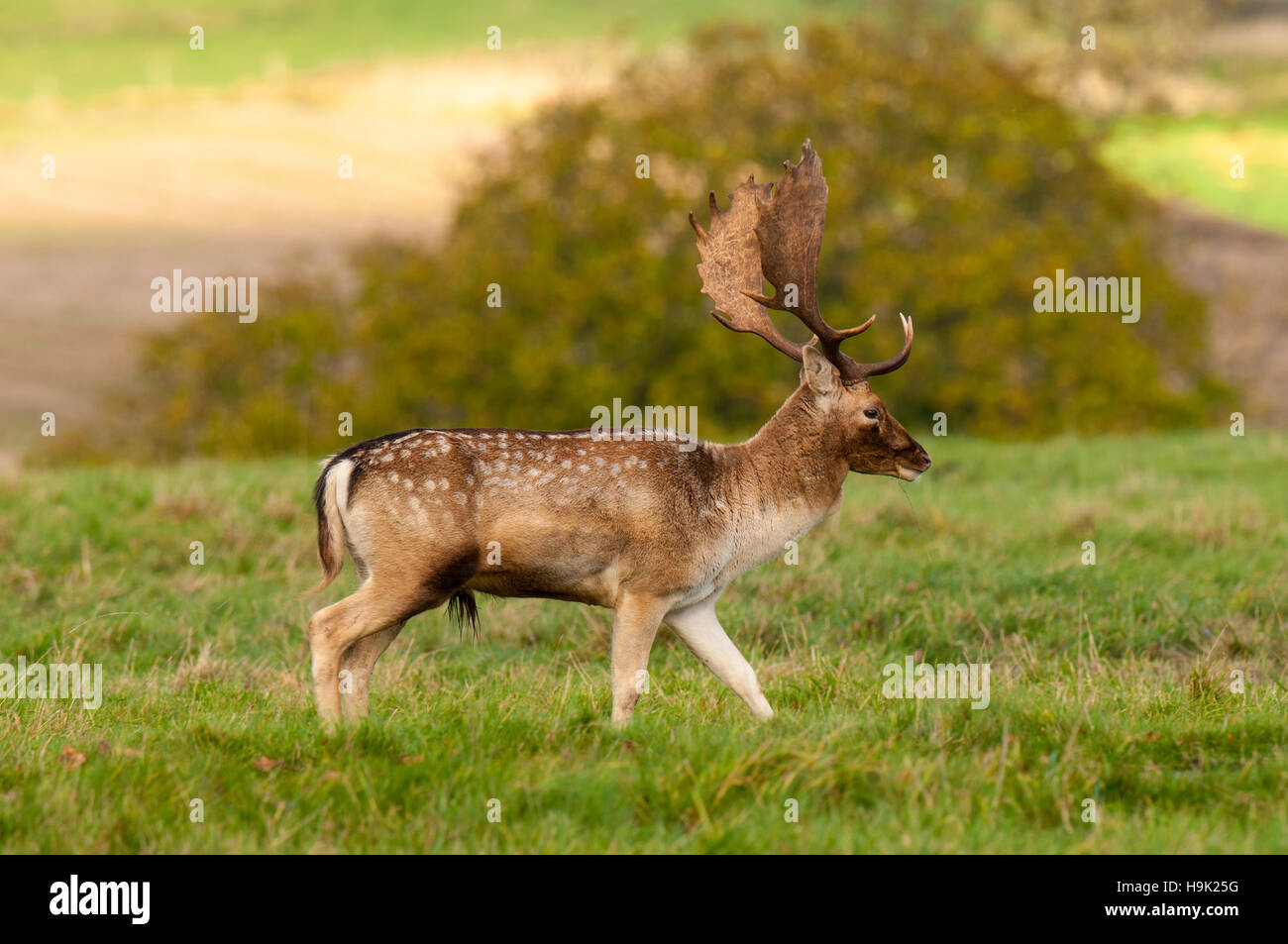 A mature fallow deer (Dama dama) buck at Studley Royal, Ripon, North ...