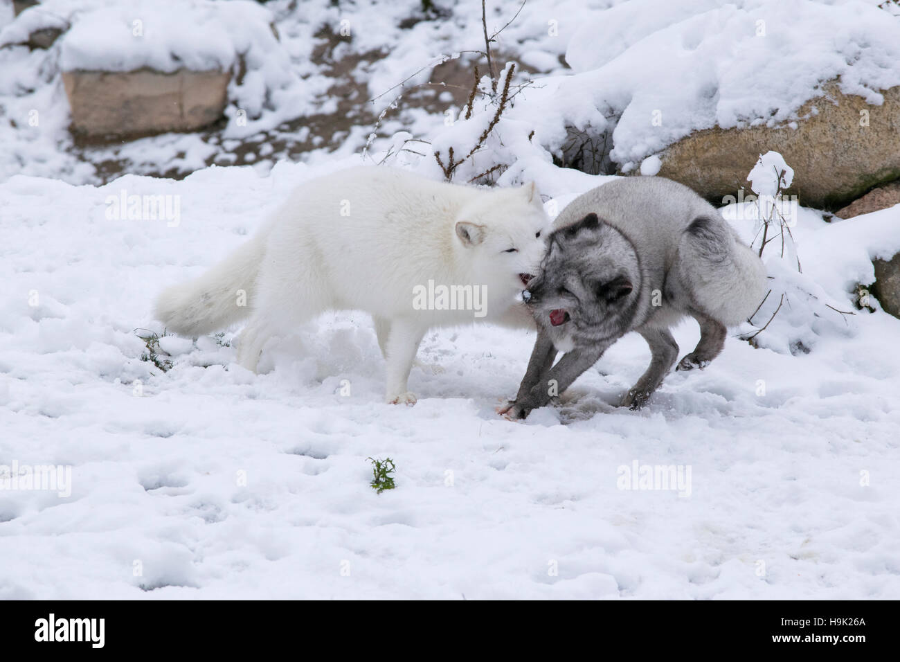 An Arctic Fox kit and adult playing Stock Photo - Alamy