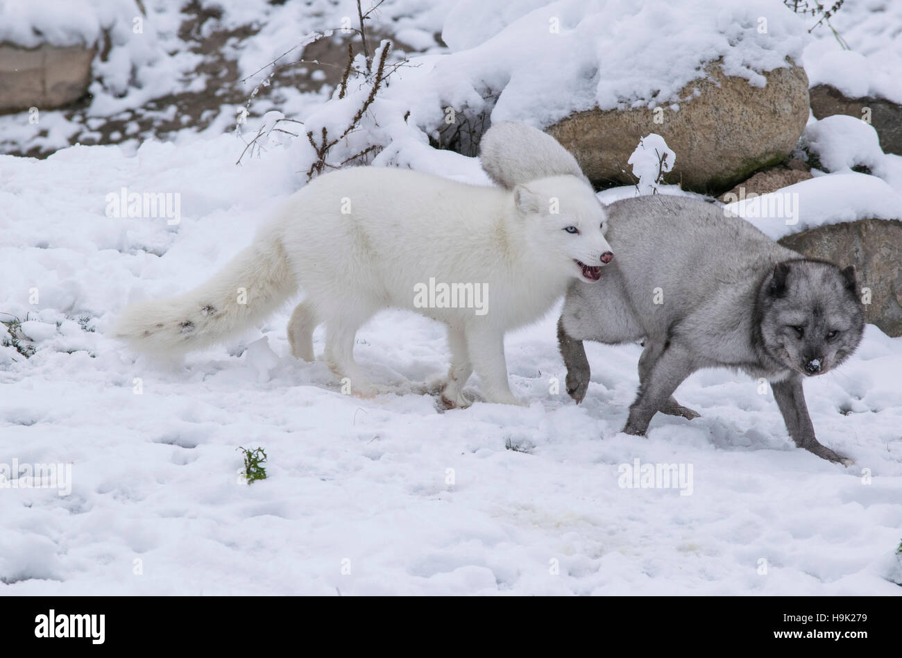 Arctic Fox Kit High Resolution Stock Photography and Images - Alamy
