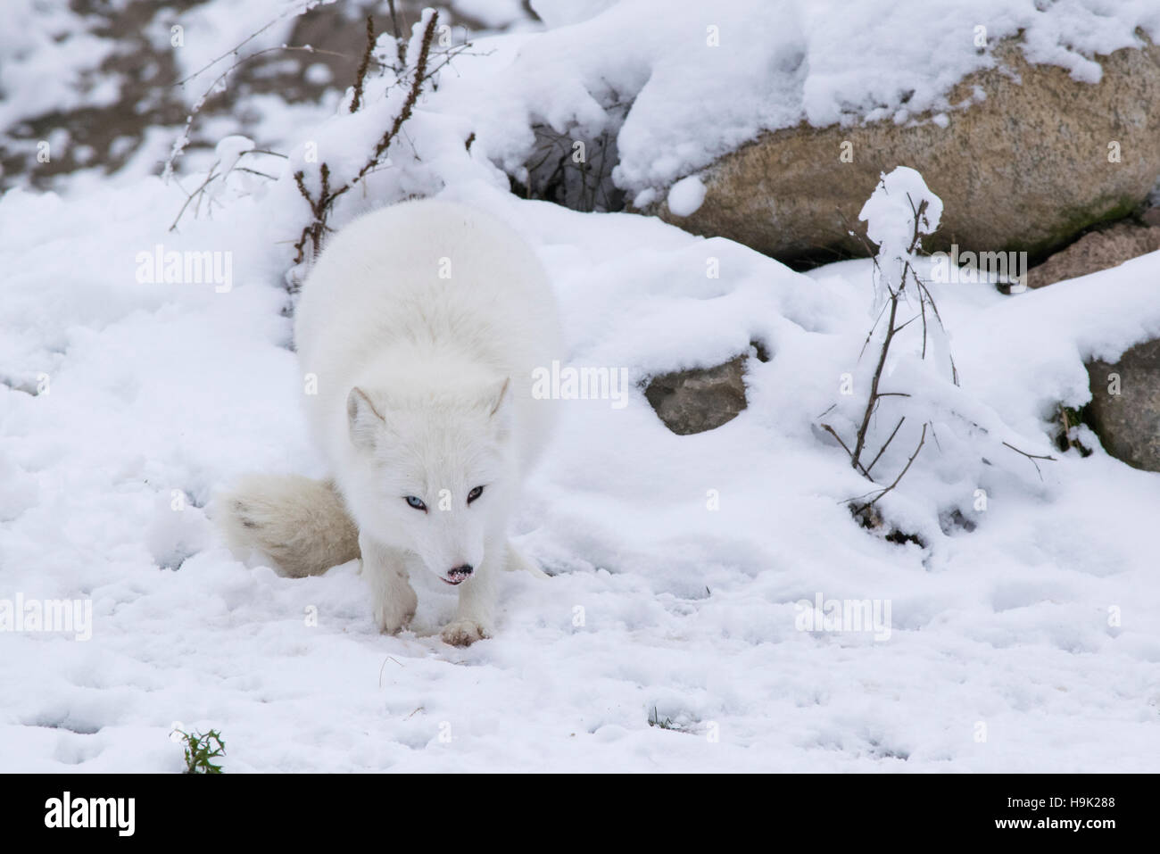 An Arctic Fox kit in early winter Stock Photo - Alamy