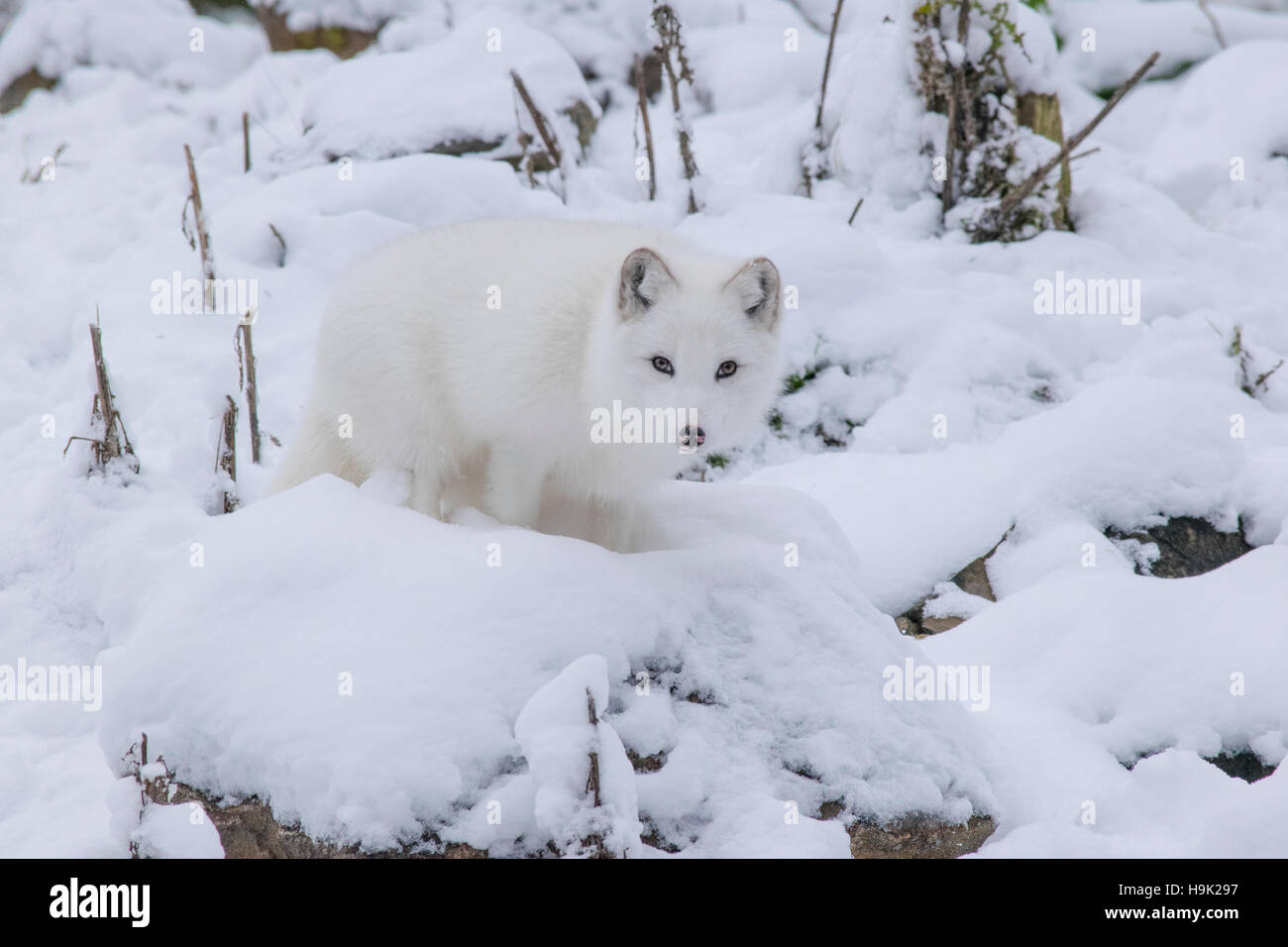 An Arctic Fox kit in early winter Stock Photo - Alamy