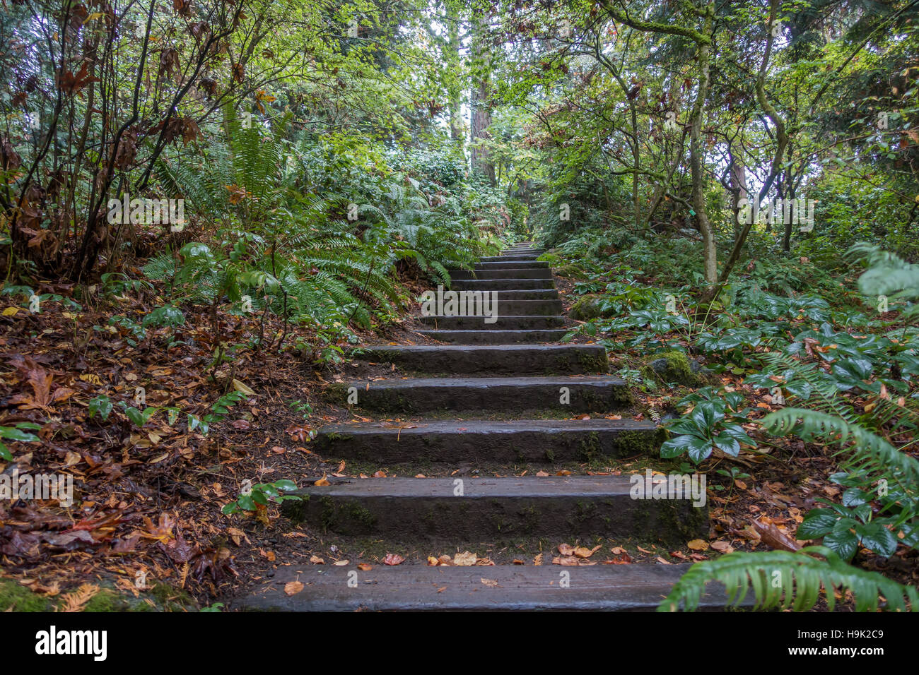 Stairs to nature hi-res stock photography and images - Alamy