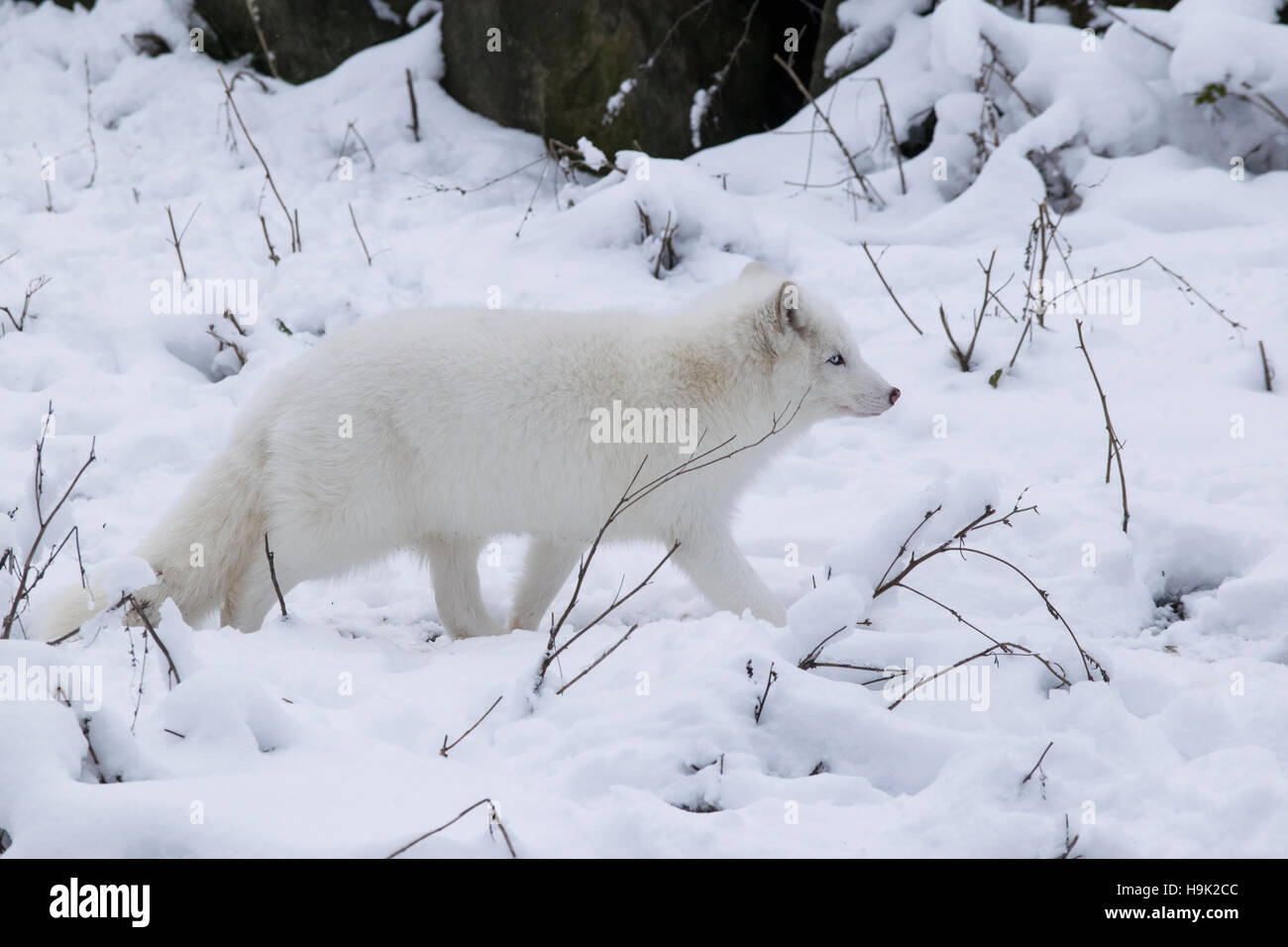 An Arctic Fox kit in early winter Stock Photo - Alamy
