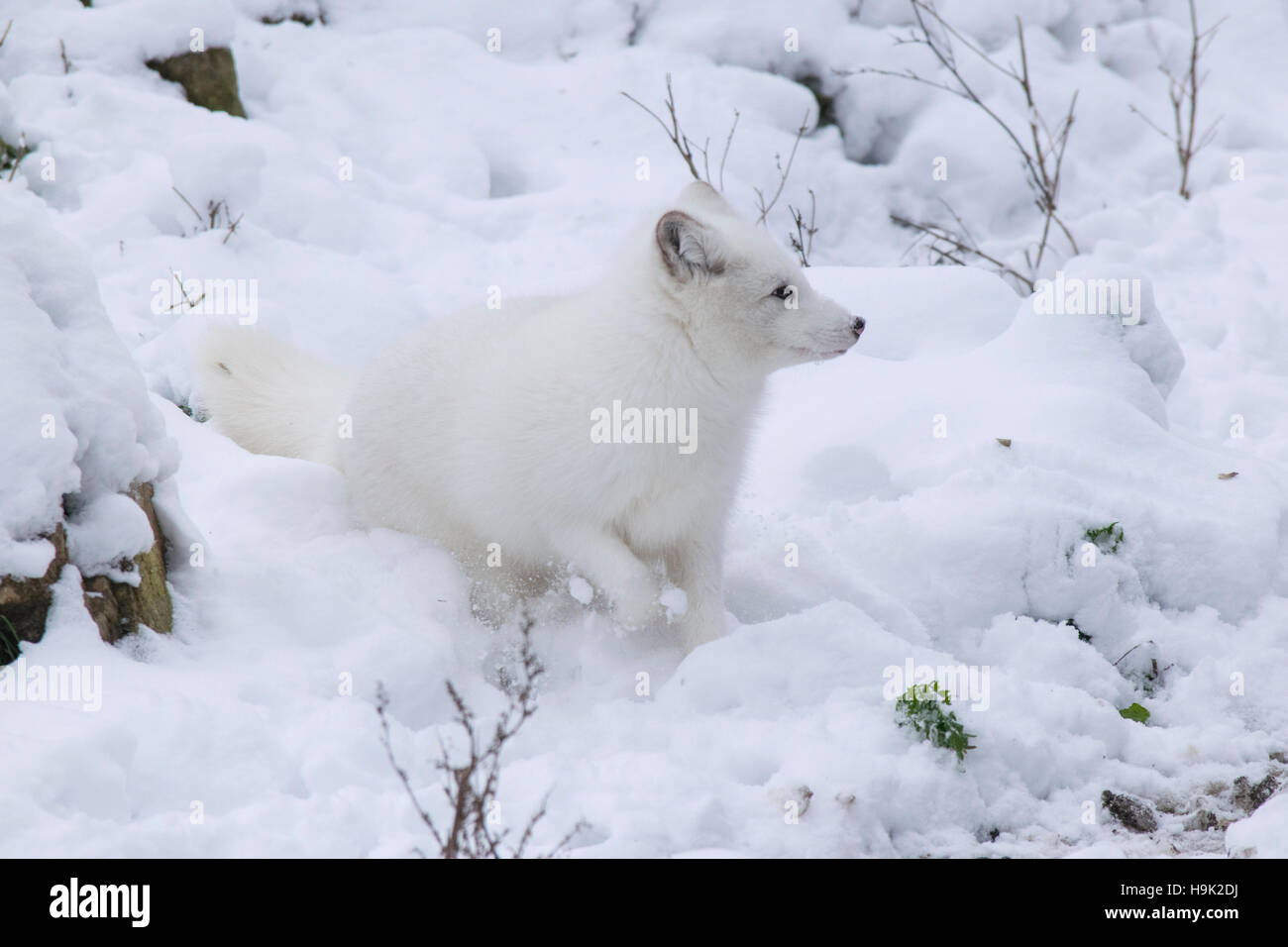 An Arctic Fox kit in early winter Stock Photo - Alamy