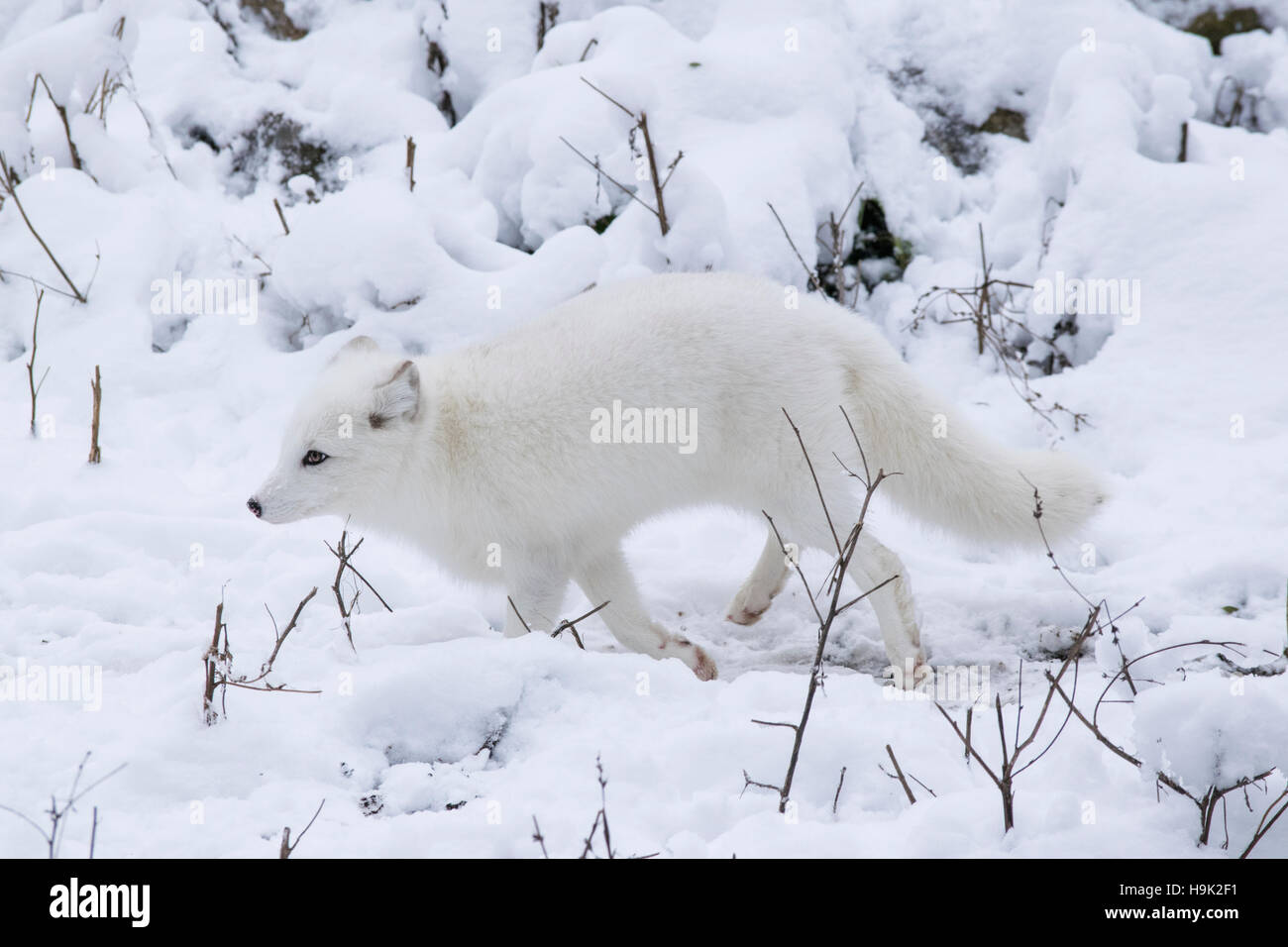 Arctic fox running snow hi-res stock photography and images - Alamy