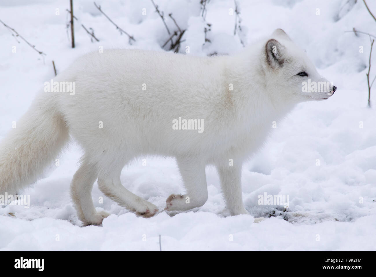 An Arctic Fox kit in early winter Stock Photo - Alamy